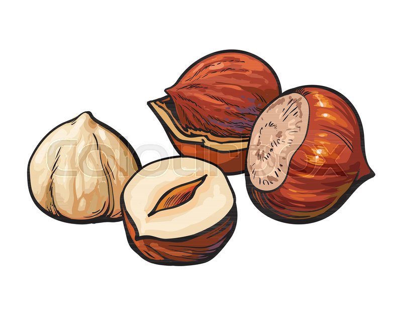 Whole and peeled hazelnuts, vector ... | Stock vector | Colourbox