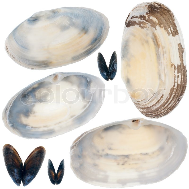 Collection of detailed sea shells ... | Stock image | Colourbox
