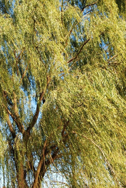 Willow | Stock image | Colourbox