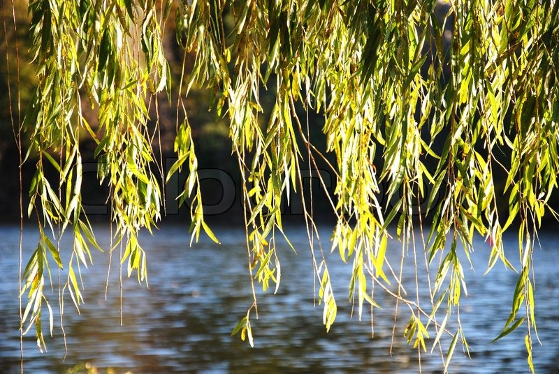 Willow | Stock image | Colourbox