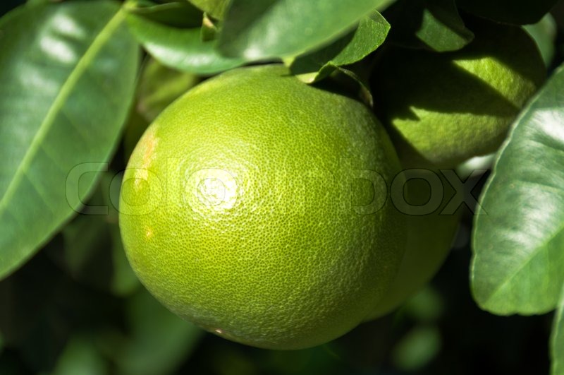 Green grapefruit on the tree in the ... | Stock image | Colourbox