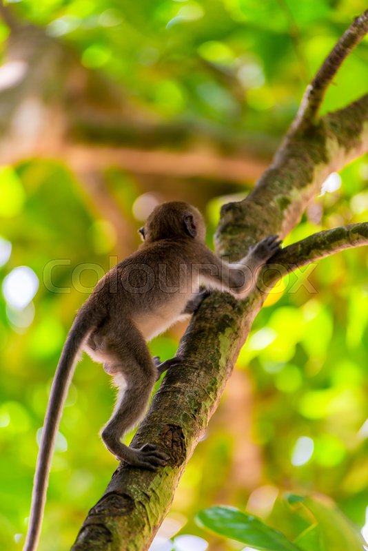 Monkeys Climbing Trees