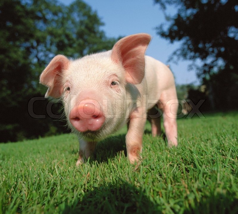 Young pigling on a green grass and blue ... | Stock Photo | Colourbox