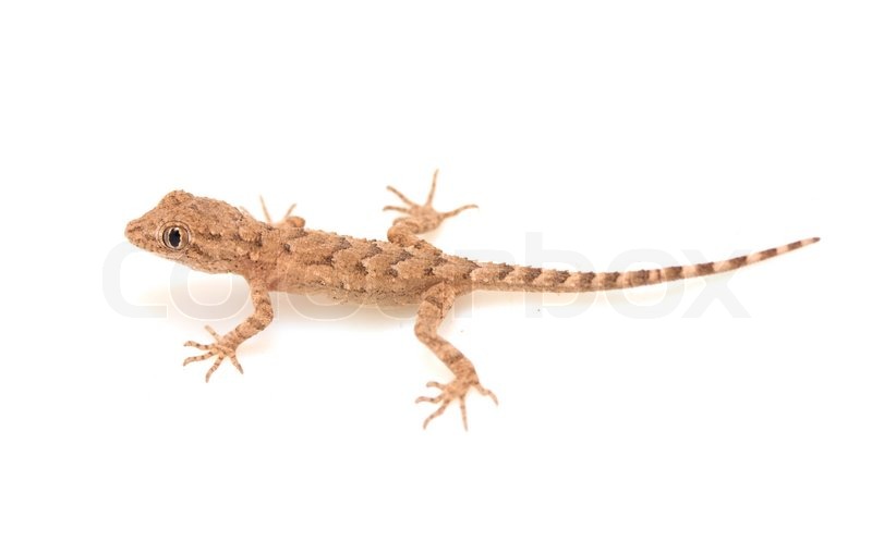 Brun plettet gekko krybdyr isoleret på ... | Stock foto | Colourbox