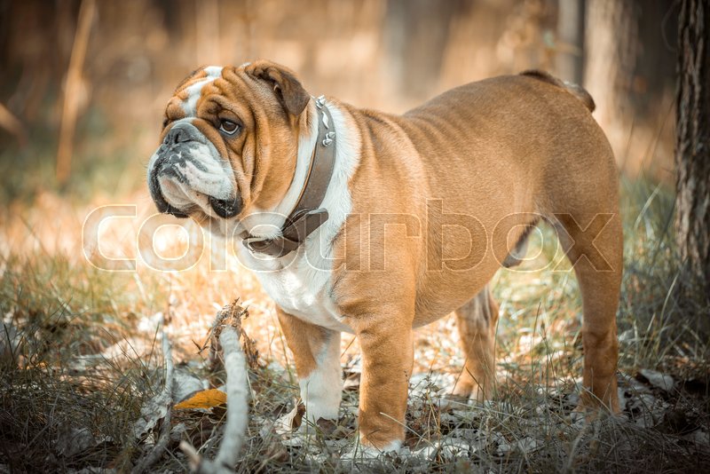Portrait of big English bulldog ... | Stock image | Colourbox