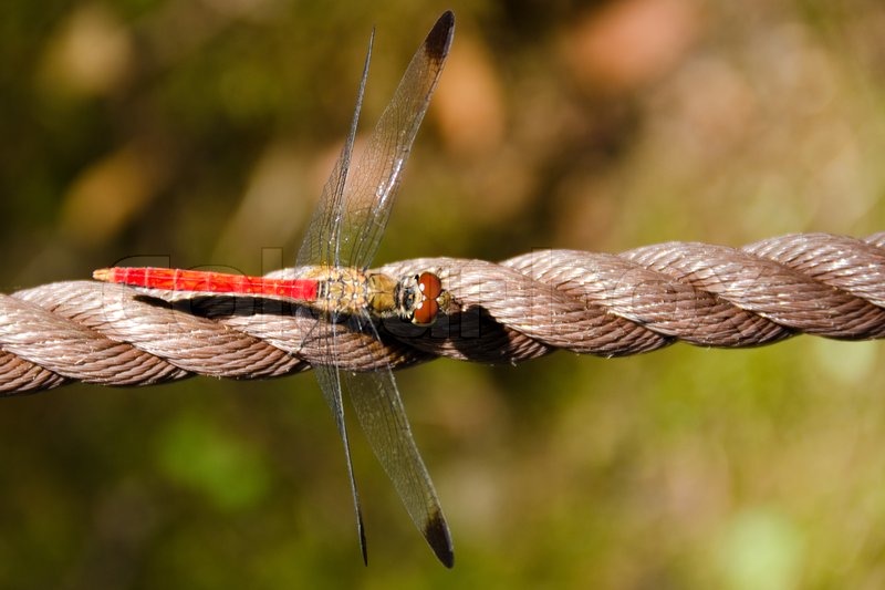 Red japanese dragonfly sitting on a ... | Stock image | Colourbox