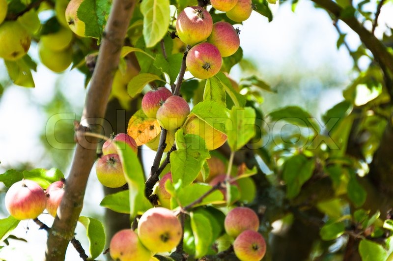 Apples on tree in summer in front of ... | Stock image | Colourbox