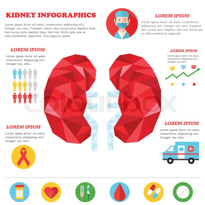 Infographic poster with kidney ... | Stock vector | Colourbox