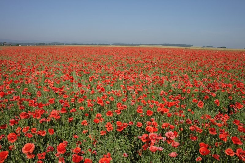 Field with beautiful red flowers from the czech republic | Stock Photo ...