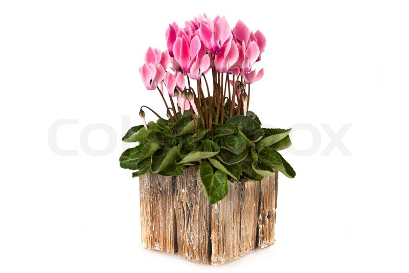 Pink viola flowers in a pot isolated ... | Stock image | Colourbox