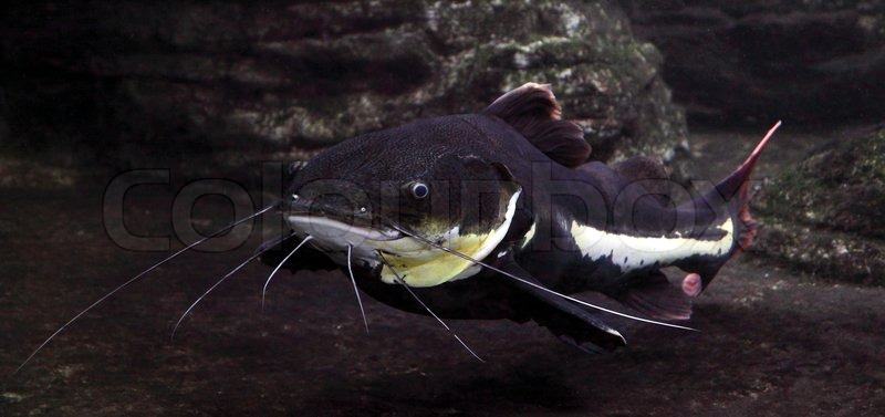 Close-up sheatfish in salt water near ... | Stock image | Colourbox