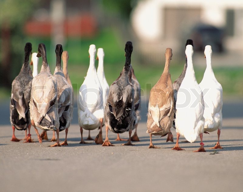 Different Geese go on road nice shot | Stock image | Colourbox