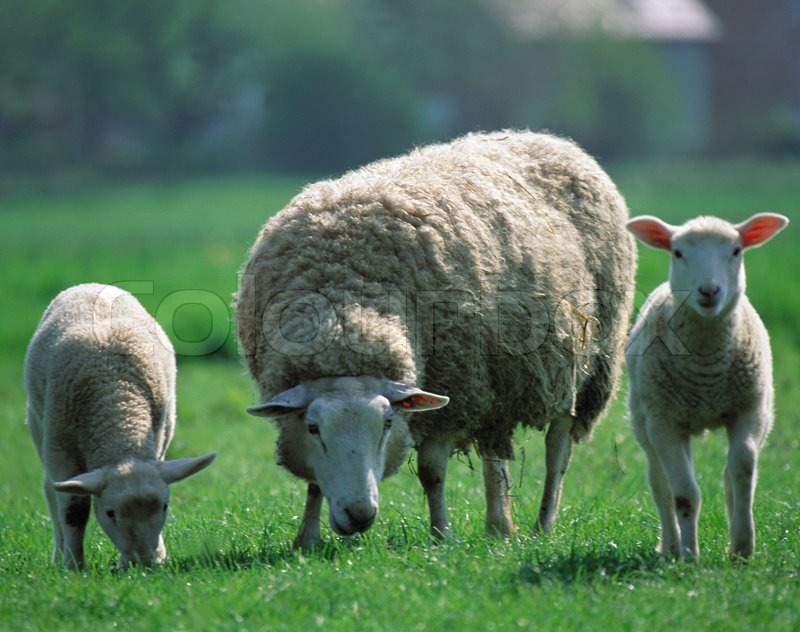 A Ewe with her two lambs in front of a ... | Stock image | Colourbox