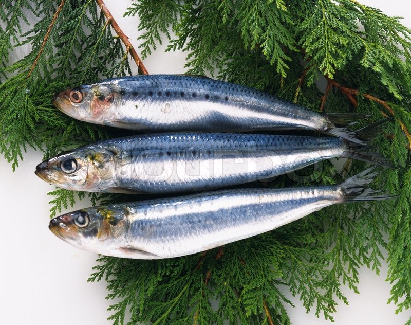 Big Lachs auf weißem Hintergrund | Stock Bild | Colourbox