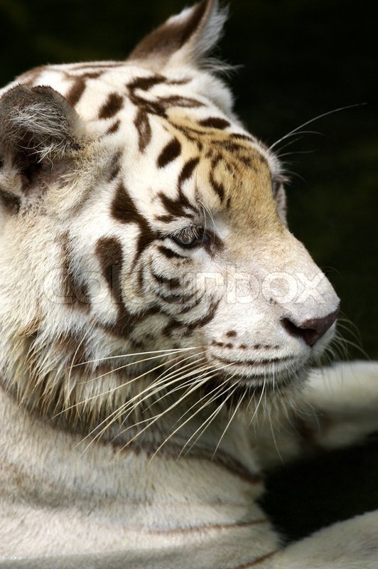 White Tiger Face Side