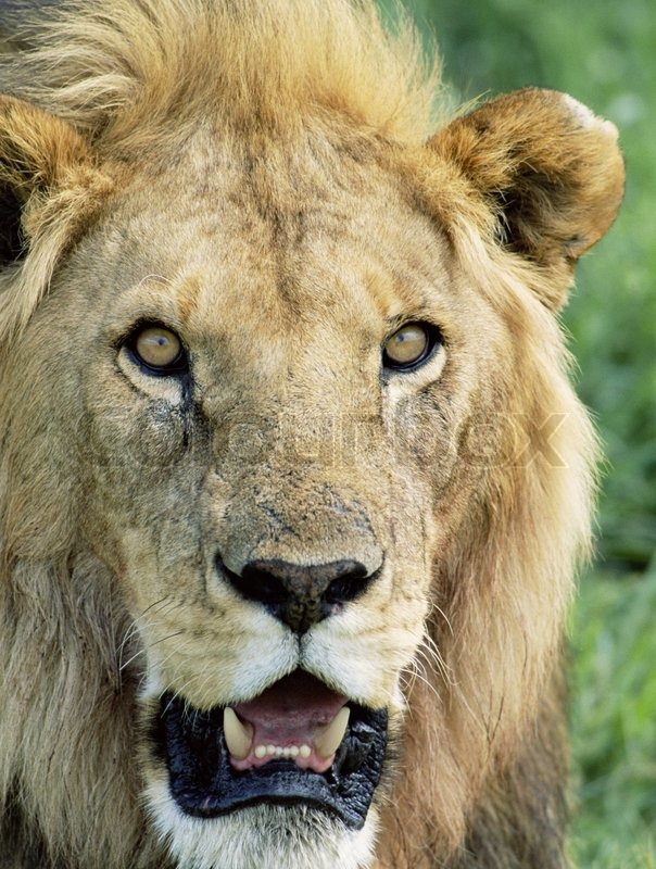 Close-up of an African lion, Namibia, ... | Stock image | Colourbox
