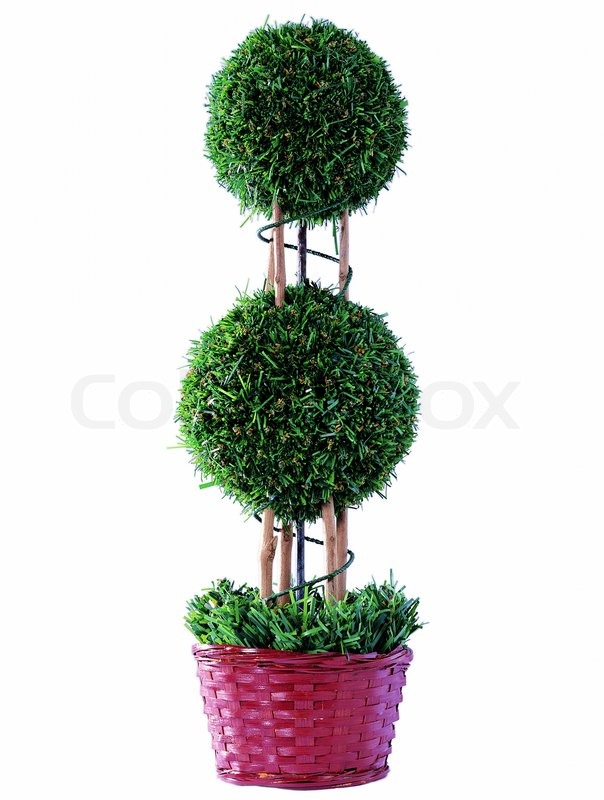 Fancy shaped decorative tree isolated ... | Stock image | Colourbox
