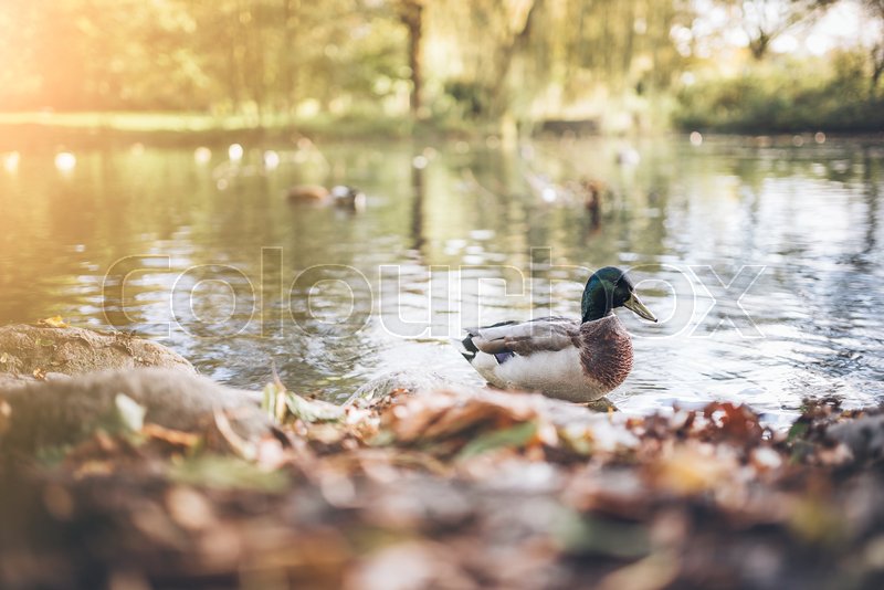 Duck on pond with autumn foliage in ... | Stock image | Colourbox