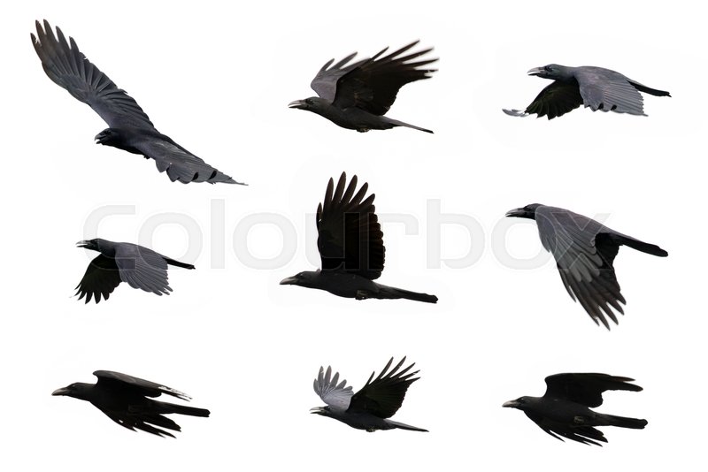Evil Crow Flying