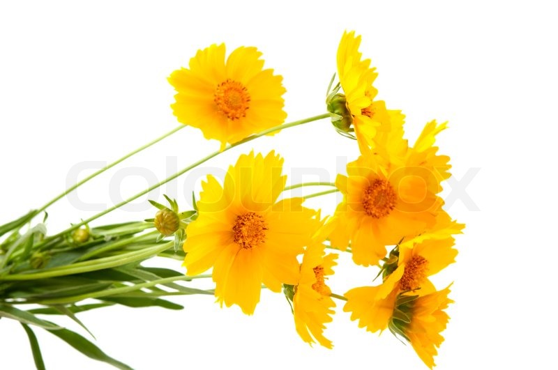 Yellow meadow flowers on a white ... | Stock image | Colourbox