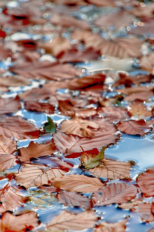 Autumn leaves on water | Stock image | Colourbox