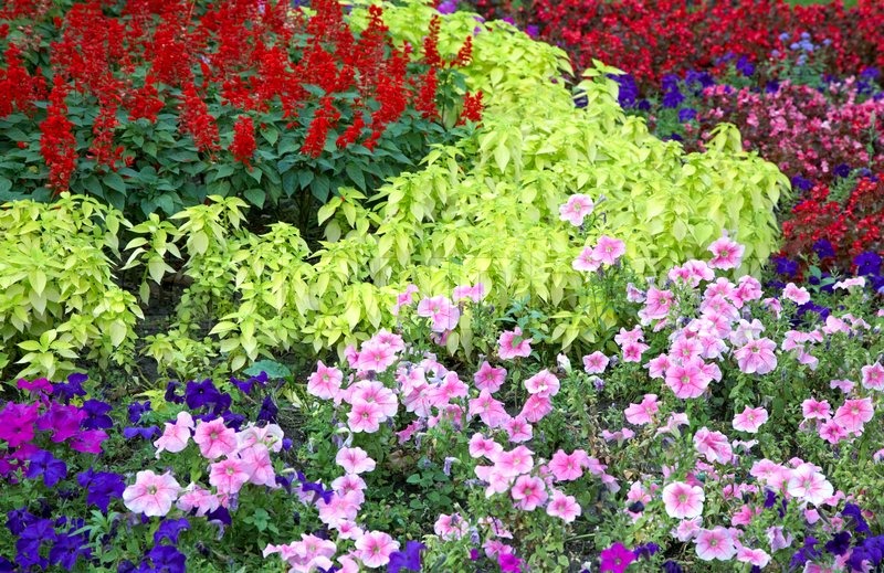 Blühende bunte Blumenbeete im Sommer ... | Stock Bild | Colourbox