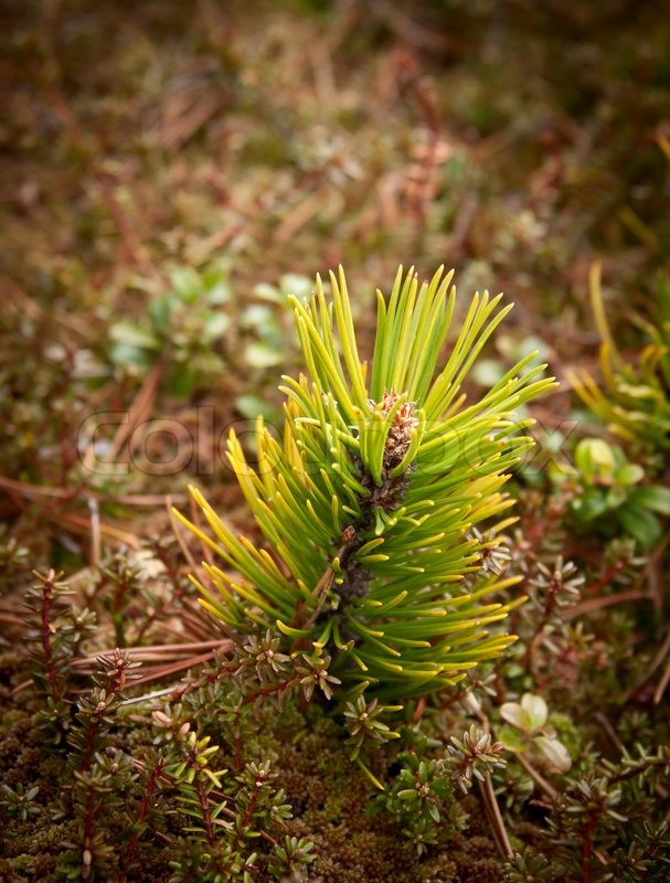 Small pine tree in the moss | Stock image | Colourbox