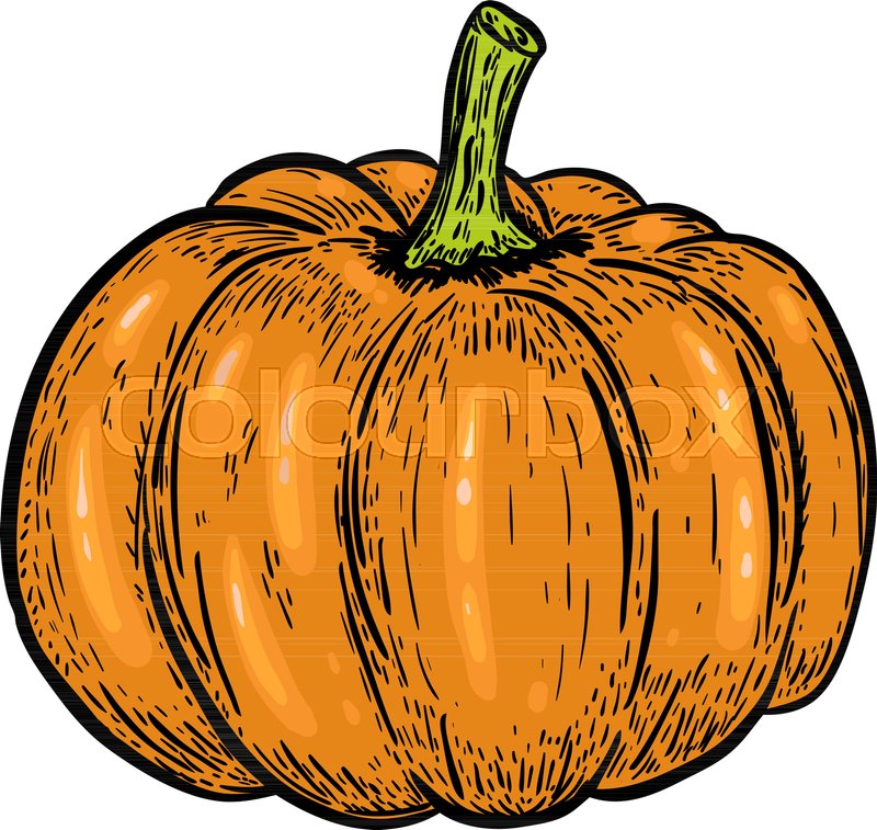 Pumpkin illustrations isolated on ... | Stock vector | Colourbox