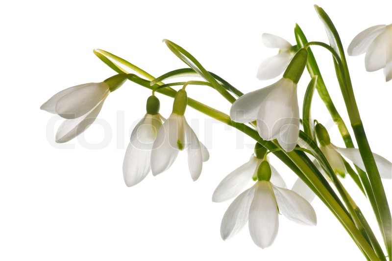 Frühling Schneeglöckchen Blumen ... | Stock Bild | Colourbox