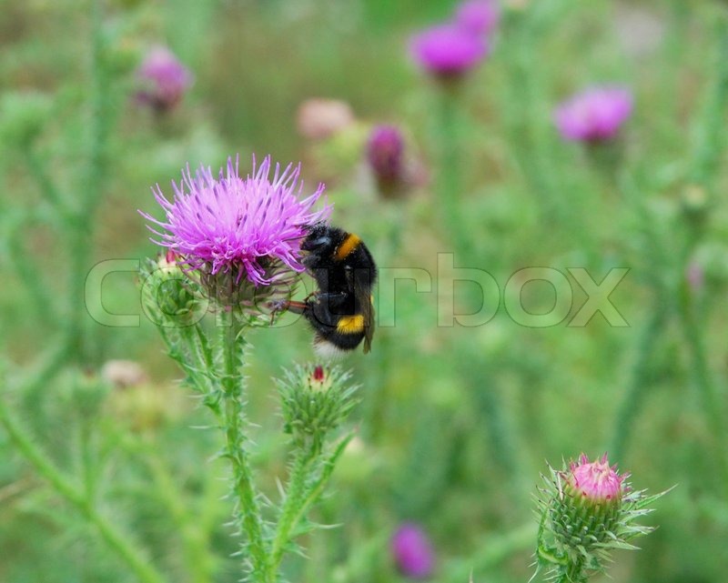 Hungry Bee Feasting on a Blooming ... | Stock image | Colourbox