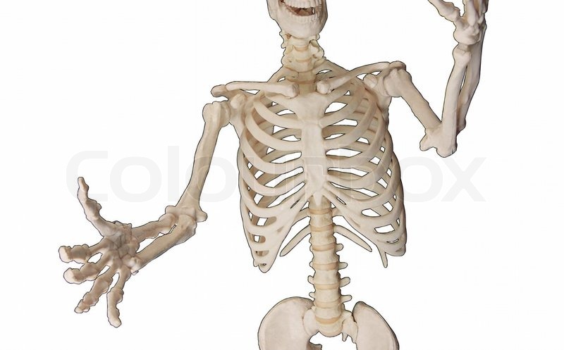 Happy skeletal system isolated on white ... | Stock image | Colourbox