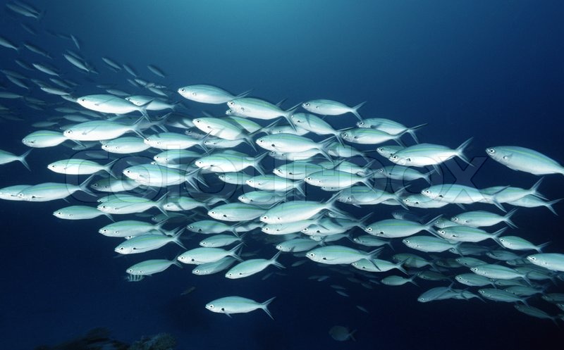 A school of striped Mackerel feeding | Stock Photo | Colourbox