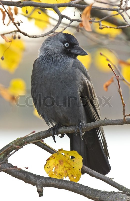 Crow sitting in a tree | Stock image | Colourbox
