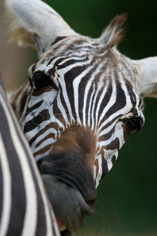 African Zebra | Stock image | Colourbox