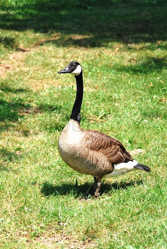 Geese | Stock image | Colourbox