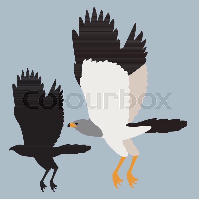 Hawk vector illustration flat style ... | Stock vector | Colourbox
