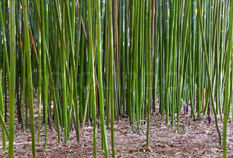 Japanese Timber Bamboo Plant
