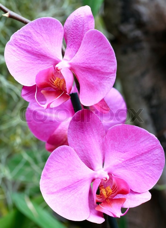 Beautiful magenta orchid flowers ... | Stock Photo | Colourbox