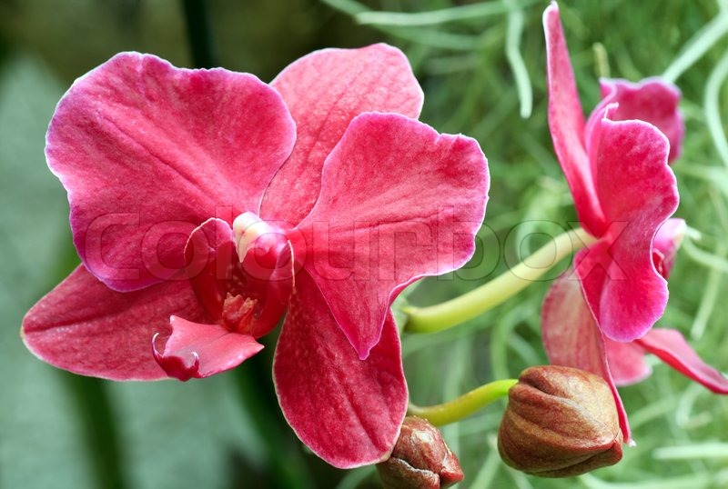 Beautiful magenta orchid flowers ... | Stock image | Colourbox