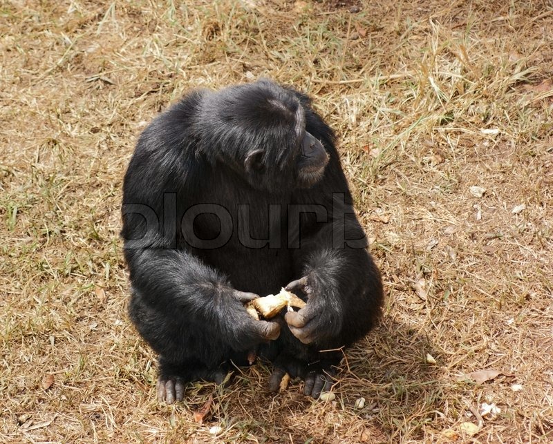 Chimpanzee sitting on grassy ground | Stock image | Colourbox
