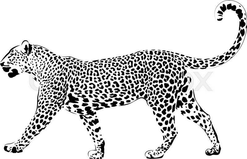 Leopard Line Drawing