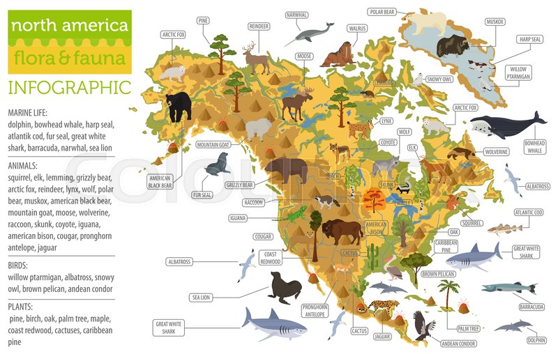North America flora and fauna map, ... | Stock vector | Colourbox