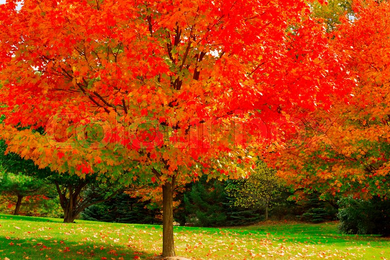 Colorful fall scenery. | Stock image | Colourbox