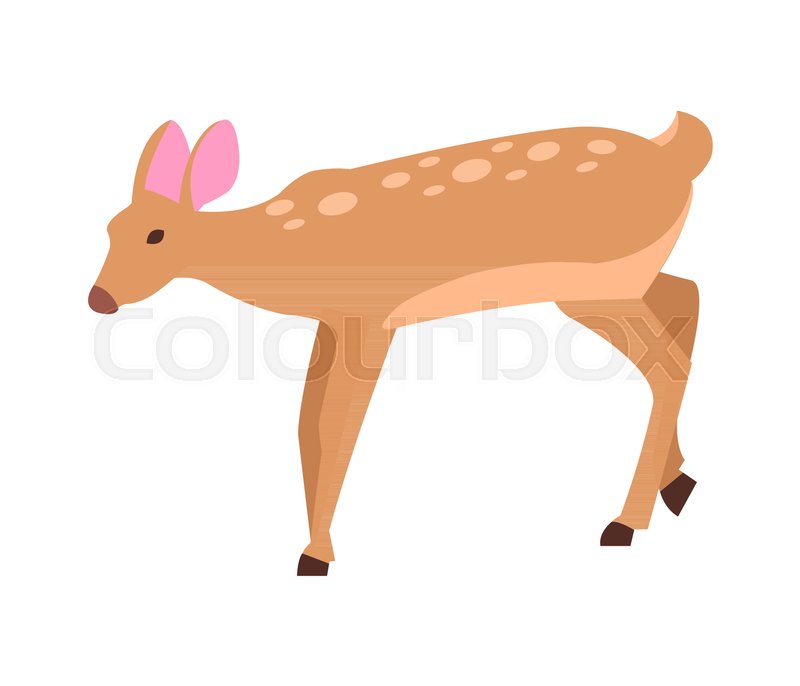 Adult doe isolated vector illustration ... | Stock vector | Colourbox