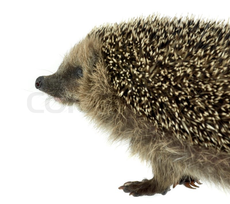 Igel | Stock Bild | Colourbox