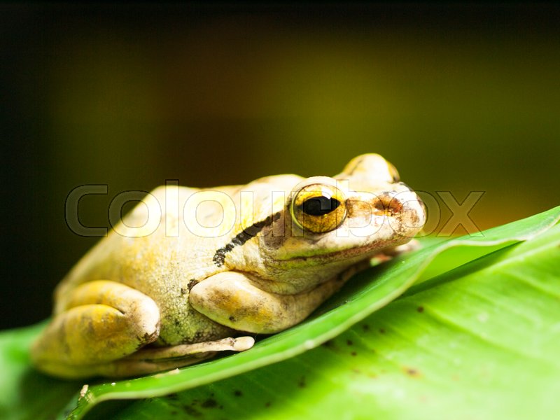 Common Southeast Asian Tree Frog - ... | Stock image | Colourbox