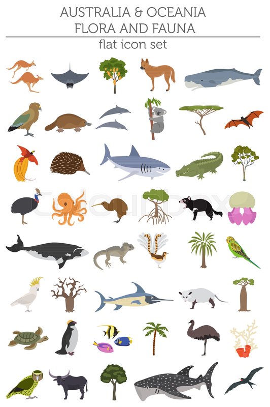 Australia and Oceania flora and fauna, ... | Stock vector | Colourbox