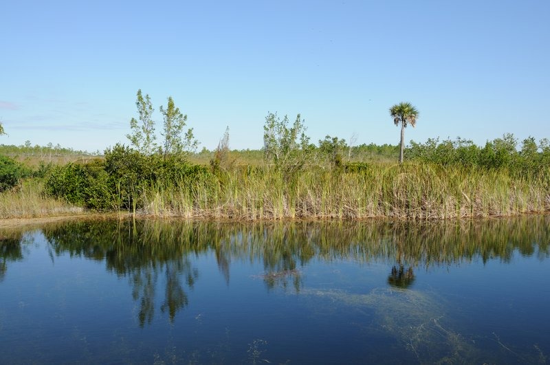 Landscape in the Everglades National ... | Stock image | Colourbox