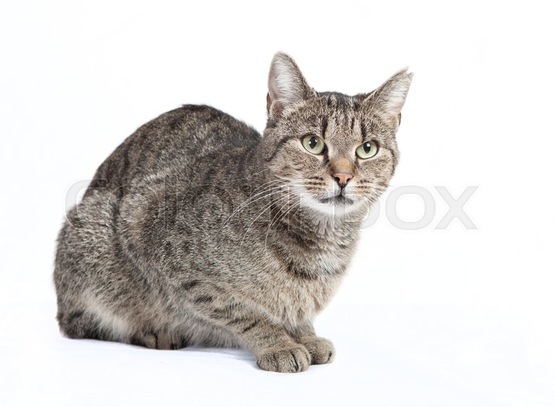 Isolated striped cat, black and gray ... | Stock image | Colourbox