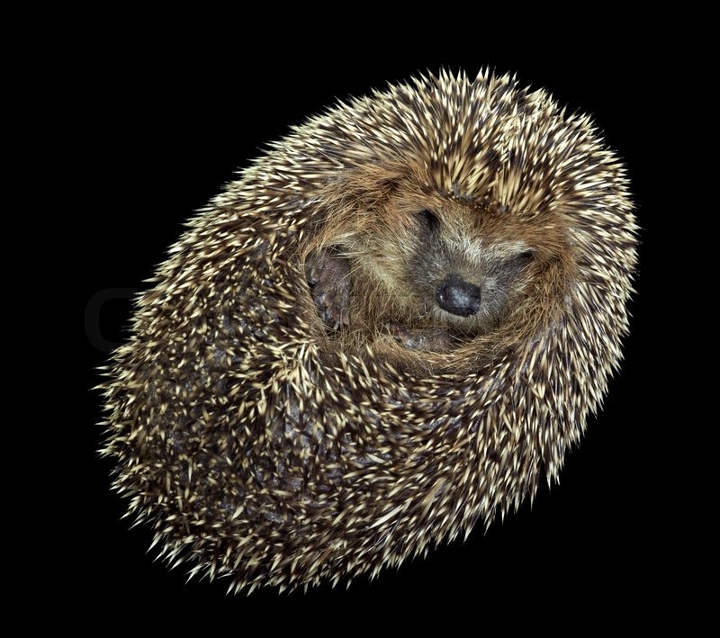 Portrait of a rolled-up young hedgehog | Stock image | Colourbox